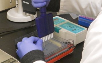 Crude PCR Products - Functional Biosciences
